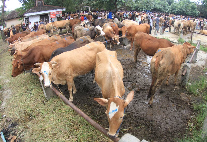 Traditional Cow Market editorial photo. Image of meal - 30595341