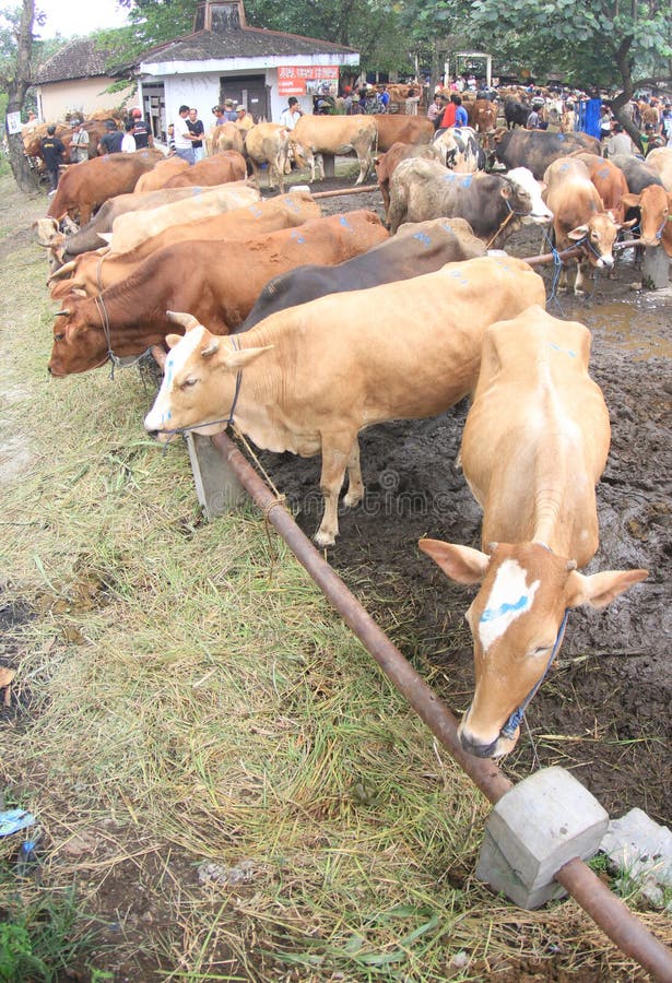 Traditional Cow Market editorial stock photo. Image of farm - 30595458