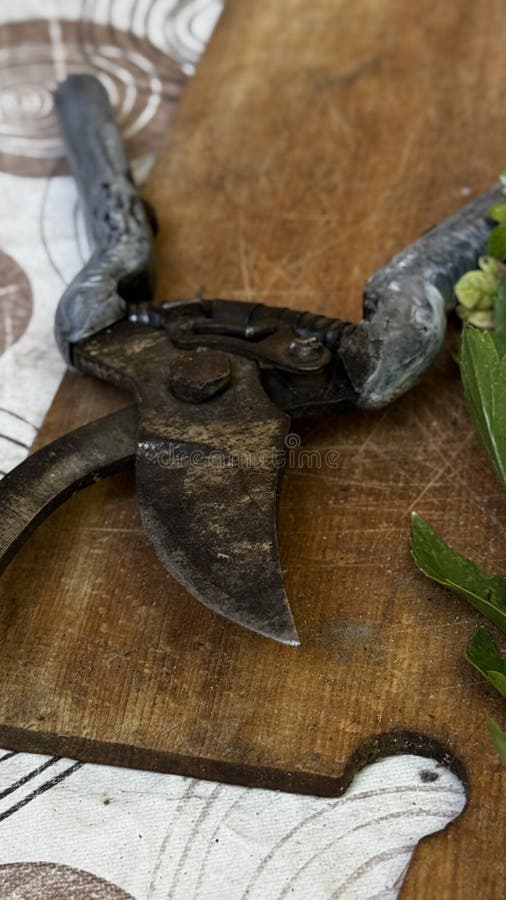 A Traditional Curved Herb Chopping Knife with Dark Handle Lies on a Board with Parsley ...