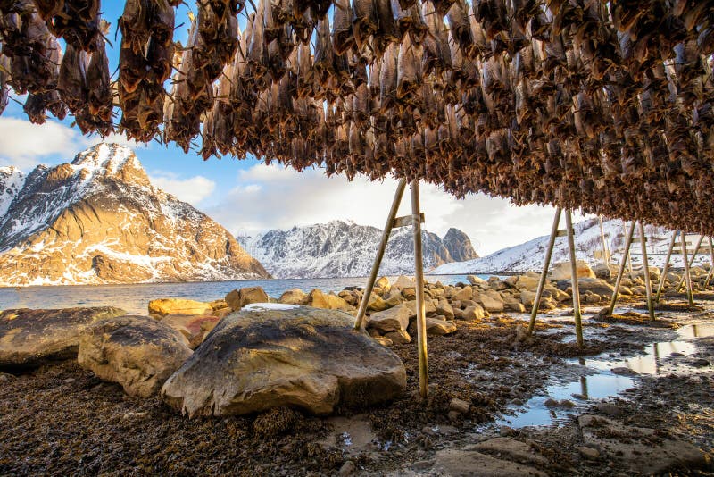 Dried cod in Norway stock photo. Image of culture, holiday - 16658502