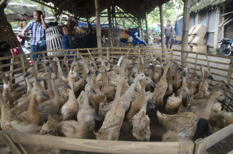 TRADITIONAL DUCK MARKET editorial image. Image of gawok - 52525200