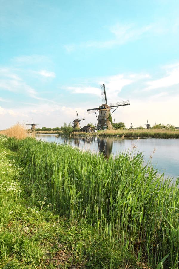 Traditional Dutch Windmills with Green Grass in the Foreground, the ...