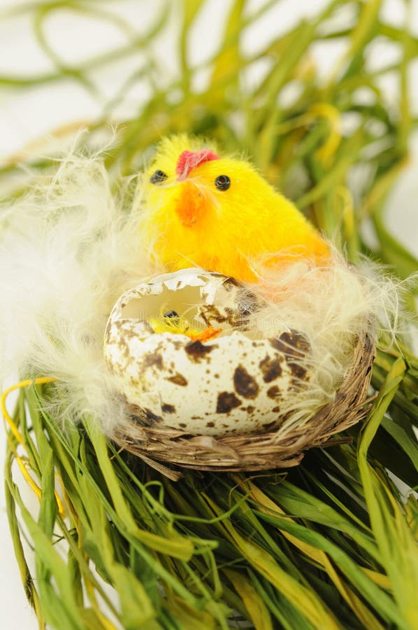 Traditional Easter Yellow Chick Emerging from Broken Egg in Wicker ...
