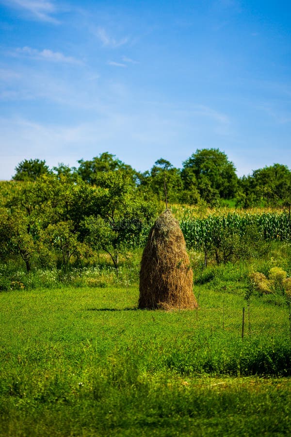 Traditional Eastern European Haystacks on Field Stock Photo - Image of ...