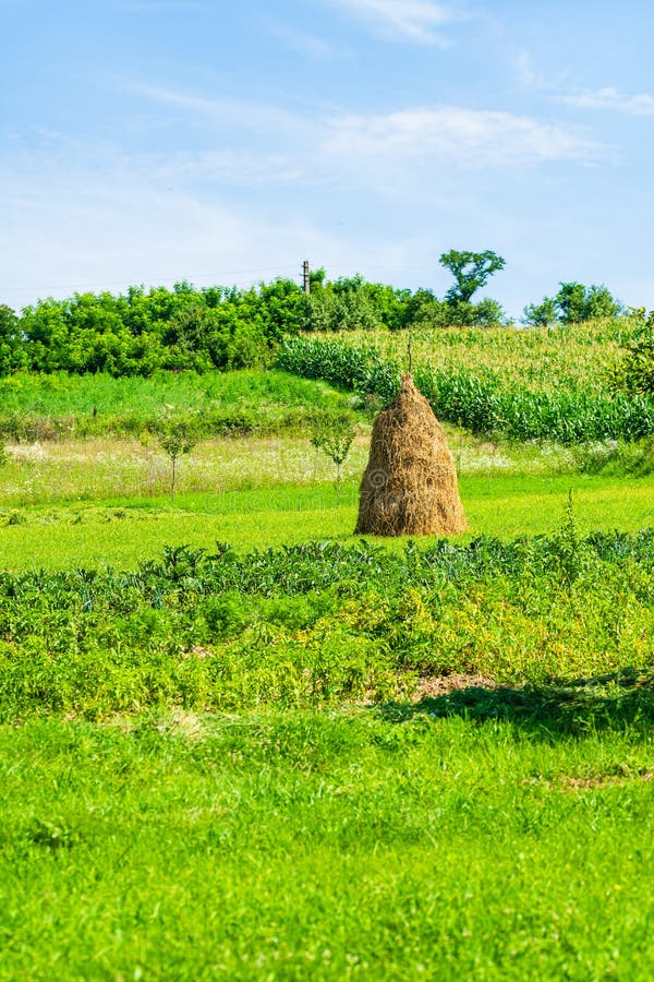 Traditional Eastern European Haystacks on Field Stock Image - Image of ...