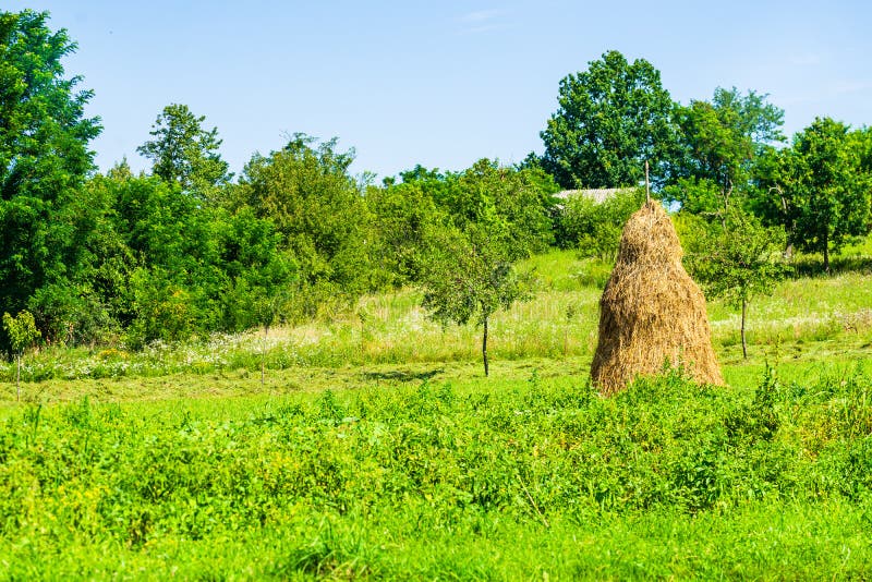 Traditional Eastern European Haystacks on Field Stock Photo - Image of ...