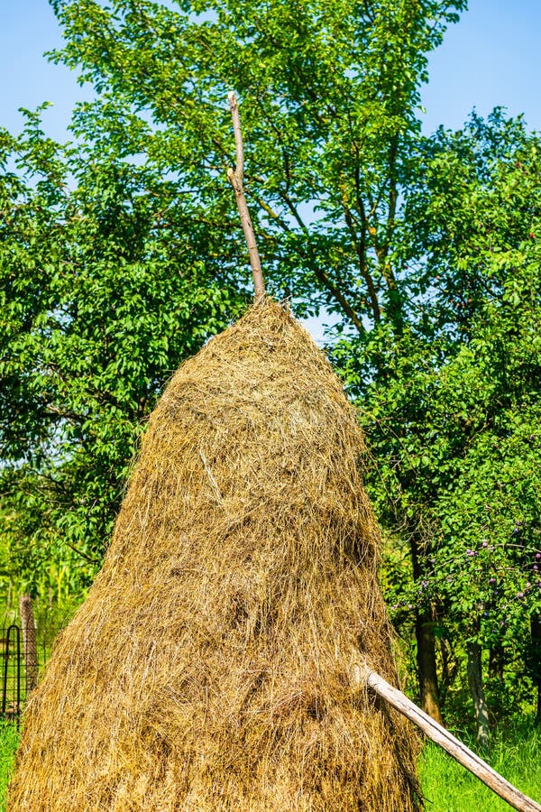 Traditional Eastern European Haystacks on Field Stock Photo - Image of ...