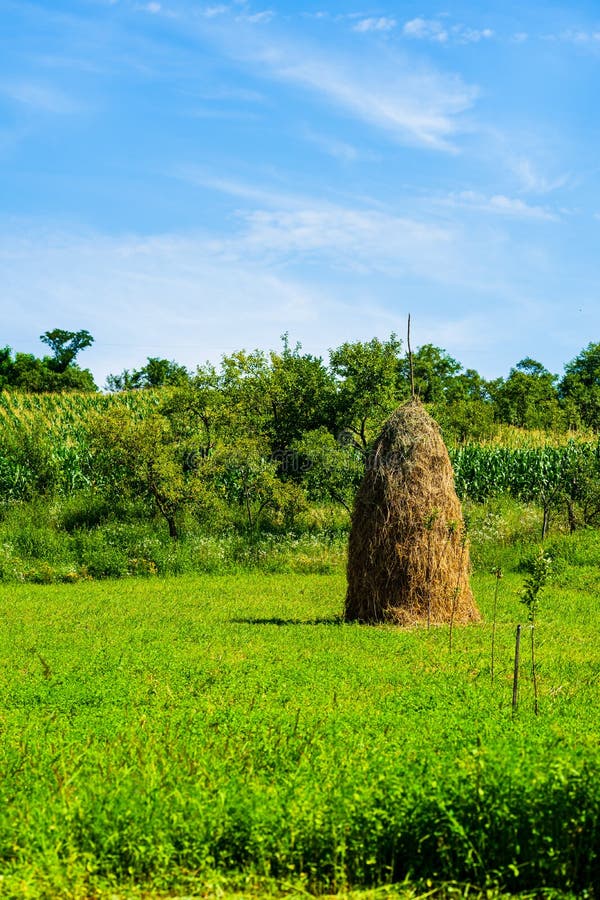 Traditional Eastern European Haystacks on Field Stock Photo - Image of ...