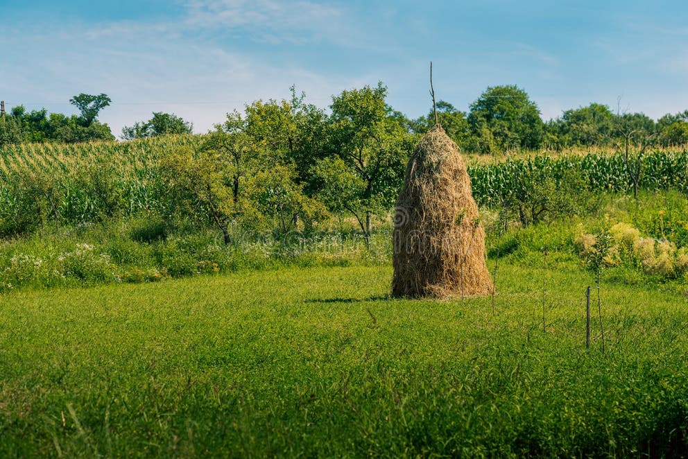 Traditional Eastern European Haystacks on Field Stock Photo - Image of ...