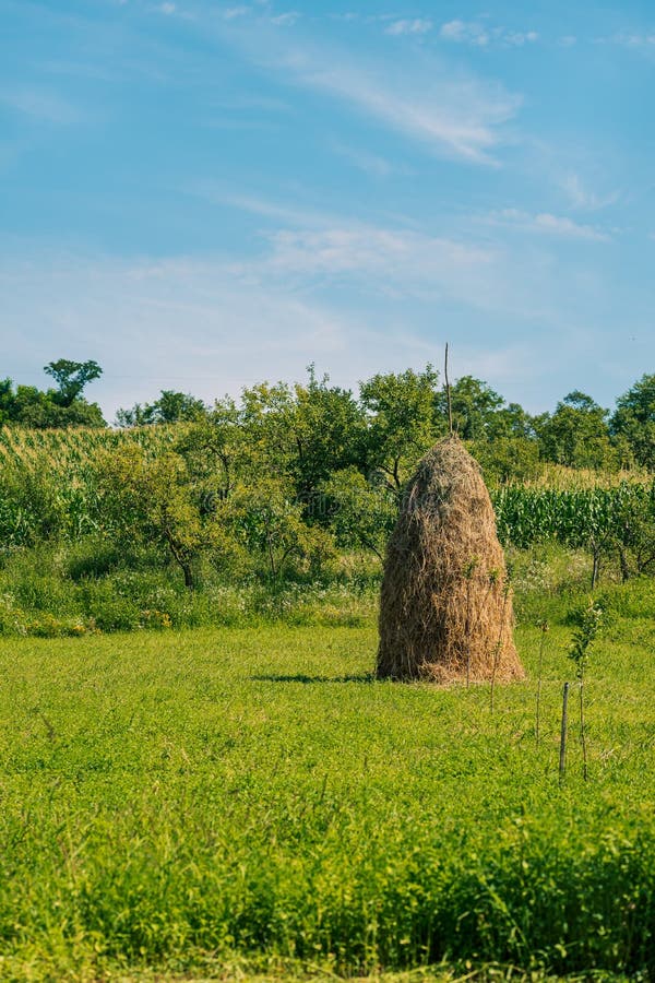 Traditional Eastern European Haystacks on Field Editorial Photo - Image ...