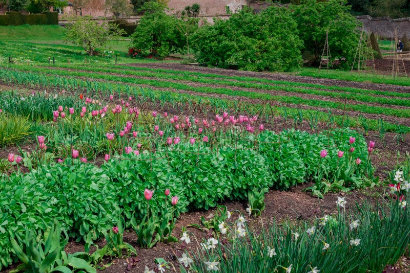 Traditional an English Gardens in Spring Stock Photo - Image of green ...