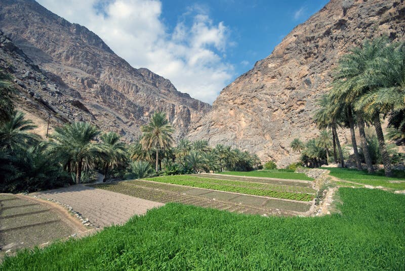 Traditional Farm stock image. Image of green, plants - 19338837