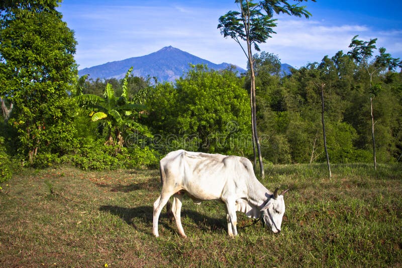 Traditional Farm in Indonesia Stock Photo - Image of tree, color: 34663032