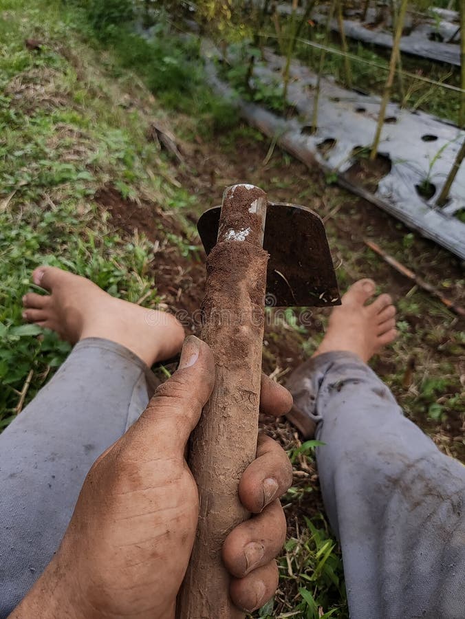 Traditional Farm Tools Manual Stock Photo - Image of farm, tools: 263973350