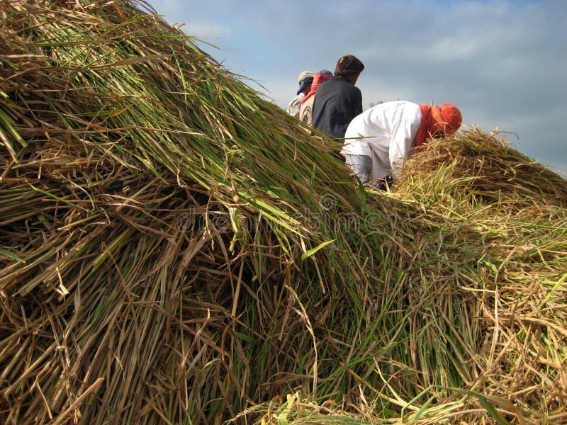 Traditional Farmer Picture. Image: 2987367
