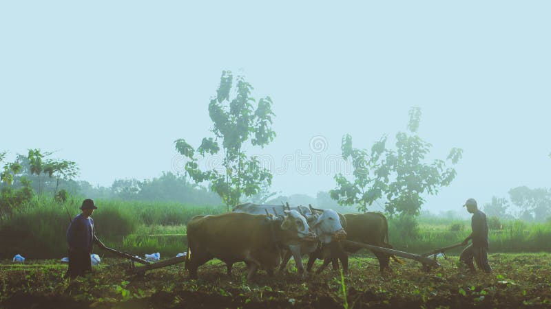 Traditional Farmer in Indonesia Editorial Image - Image of fertile ...