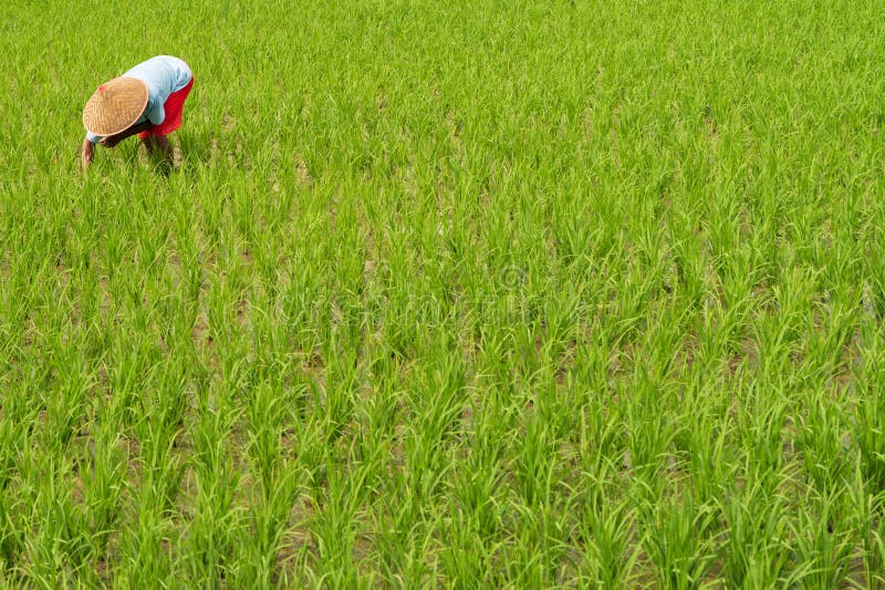 Traditional Farmer Planting on Paddy Rice Farmland or Rice Fields Stock ...