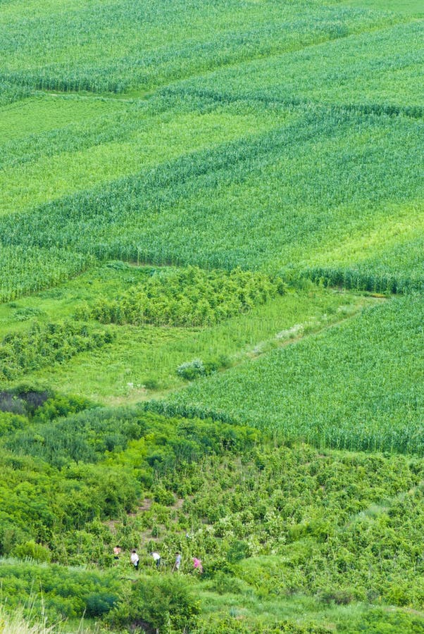 Traditional farming stock photo. Image of farm, traditional - 15198434