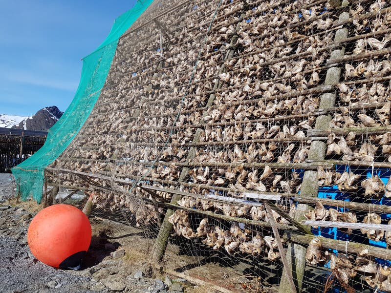 624 Rack Drying Stockfish Stock Photos - Free & Royalty-Free Stock ...