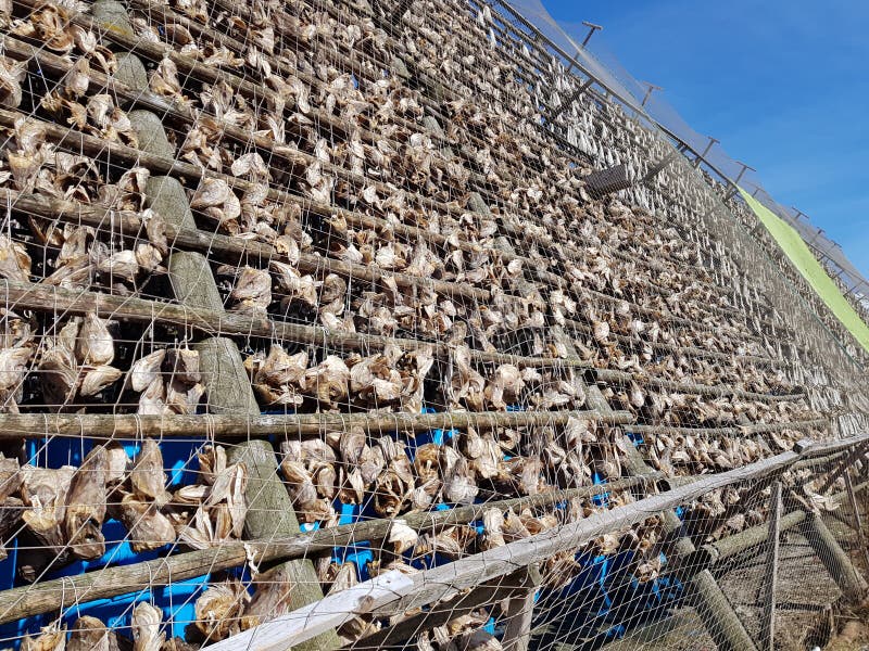 624 Rack Drying Stockfish Stock Photos - Free & Royalty-Free Stock ...