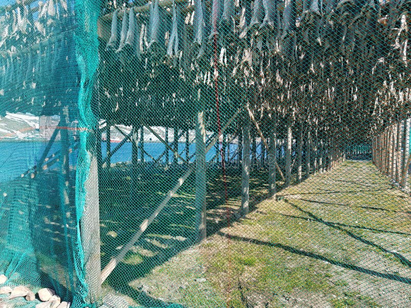 624 Rack Drying Stockfish Stock Photos - Free & Royalty-Free Stock ...