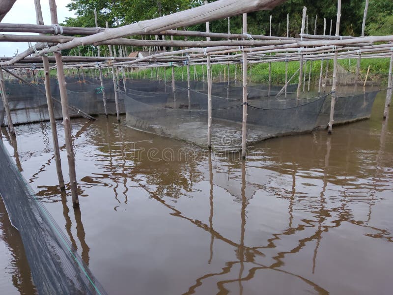 Traditional fish far stock image. Image of wetland, marsh - 238796607