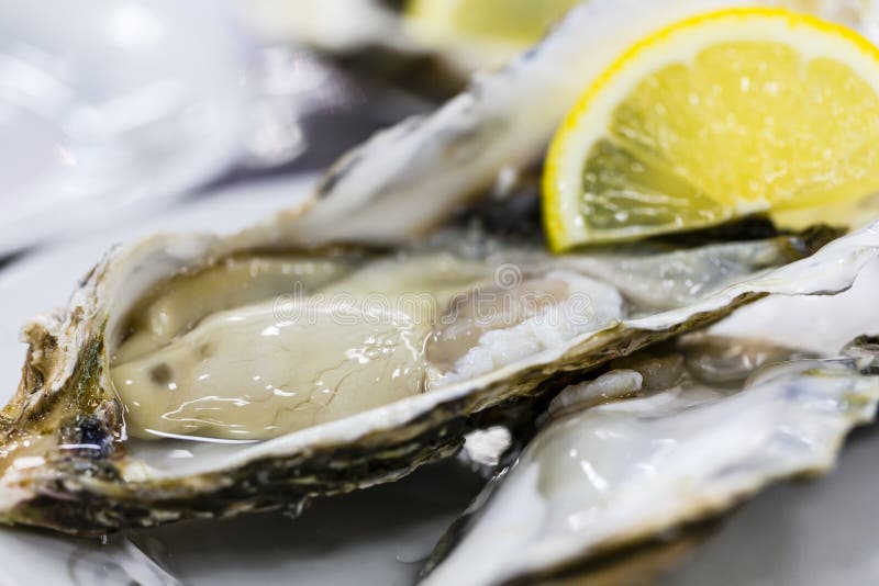 Fresh shell oysters stock image. Image of retail, landmark - 154926777