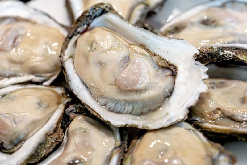 Fresh shell oysters stock photo. Image of mollusk, counter - 214266070