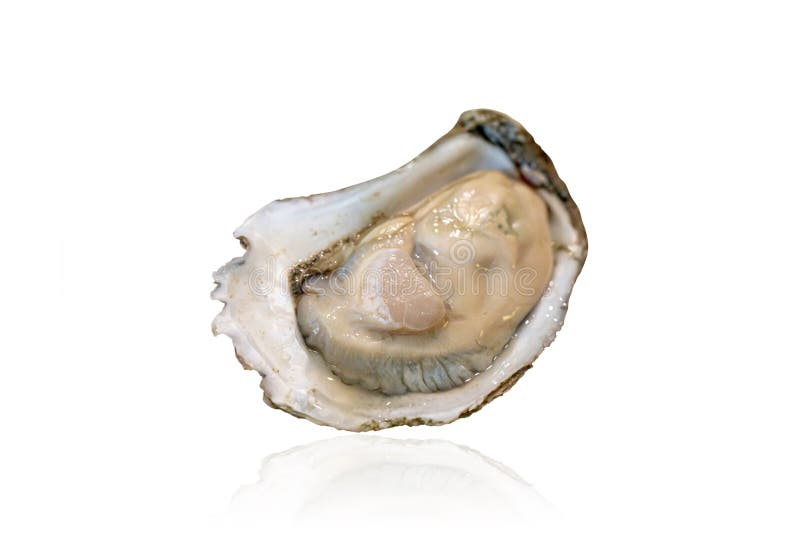 Fresh shell oysters stock image. Image of mollusk, healthy - 214266071