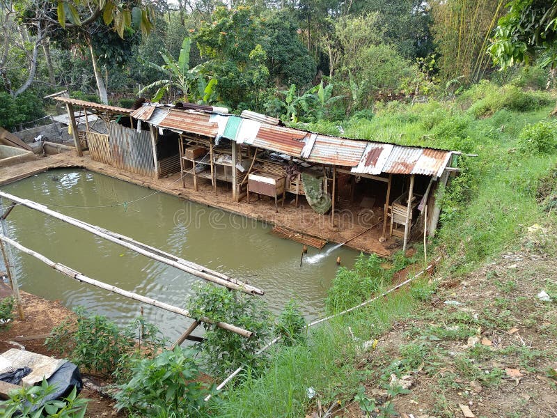 A Traditional Fish Pond in the Village Stock Photo - Image of water ...