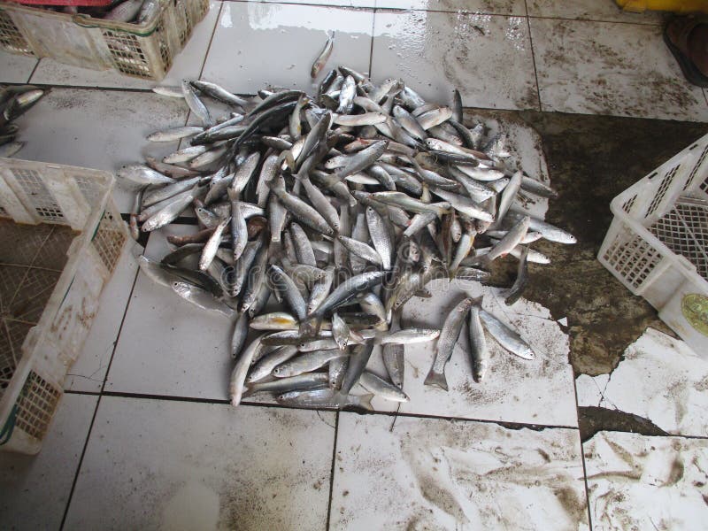 Traditional Fishing Settlements for the Salted Fish and Shrimp Paste ...