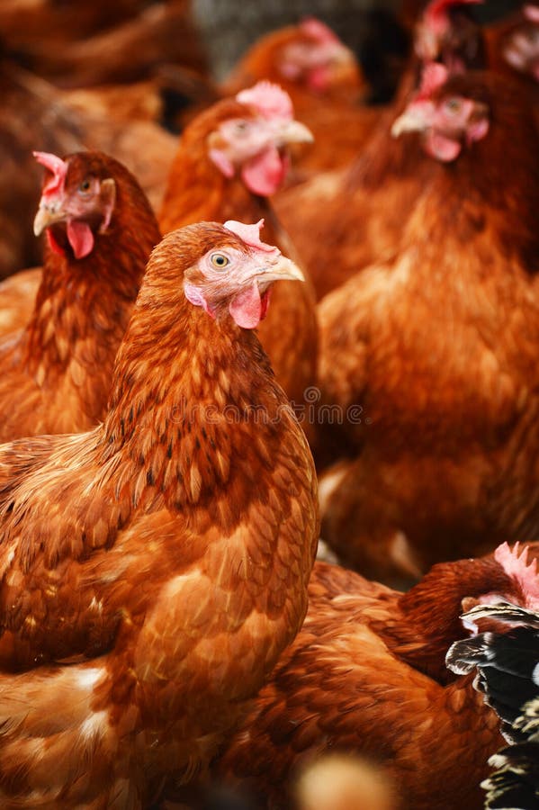 Traditional Free Range Poultry Farming Stock Photo - Image of animal ...