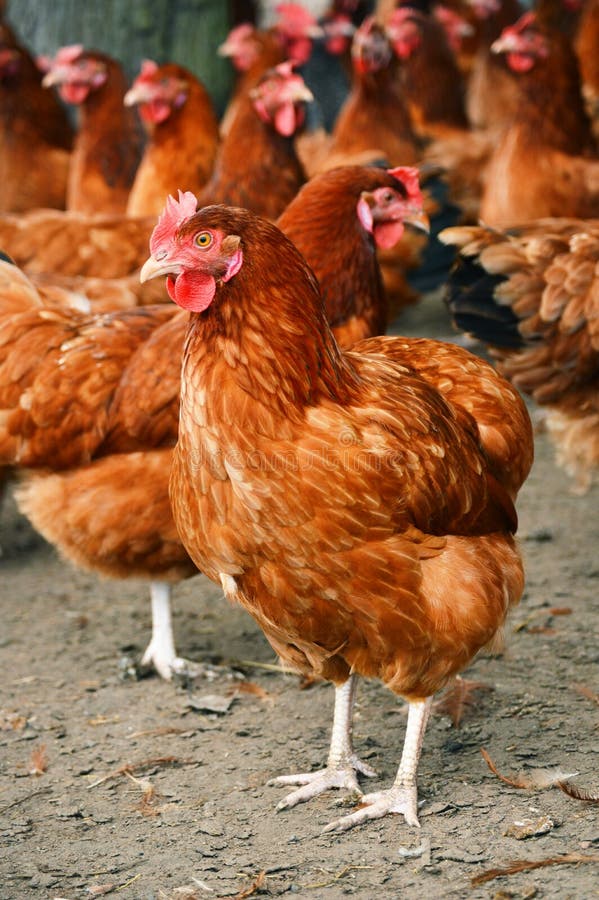 Traditional Free Range Poultry Farming Stock Photo - Image of chick ...