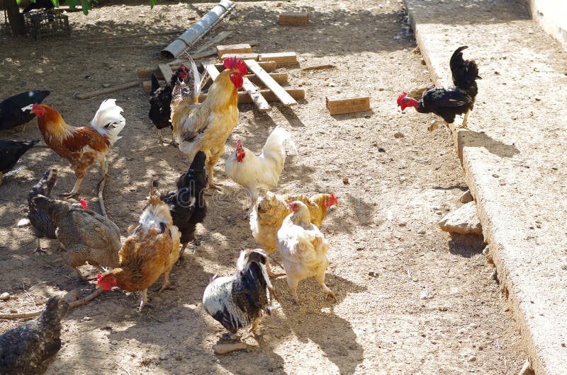 Traditional Free Range Poultry Farming.Chickens Stock Image - Image of ...