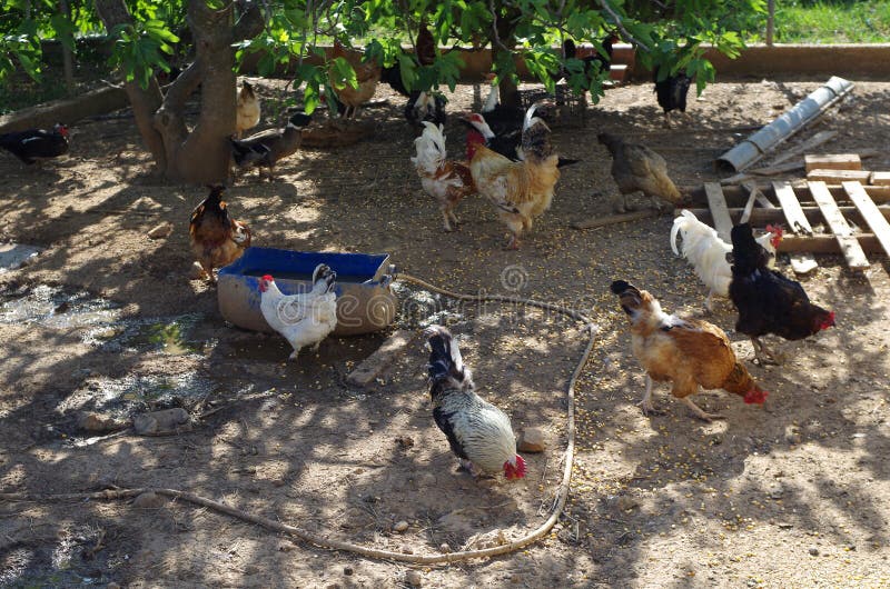 Traditional Free Range Poultry Farming.Chickens Stock Image - Image of ...