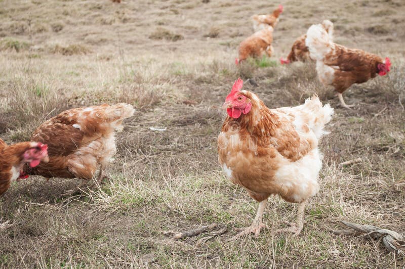 Traditional Free Range Poultry Farming Stock Image - Image of green ...