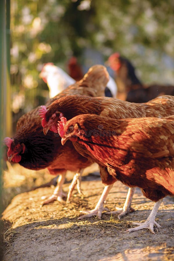 Traditional Free Range Poultry Farming Stock Image - Image of outdoors ...