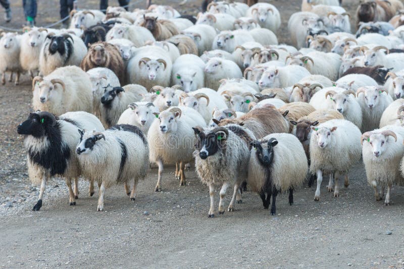 Traditional Gathering Of Sheep In Iceland. Stock Image - Image of rural ...
