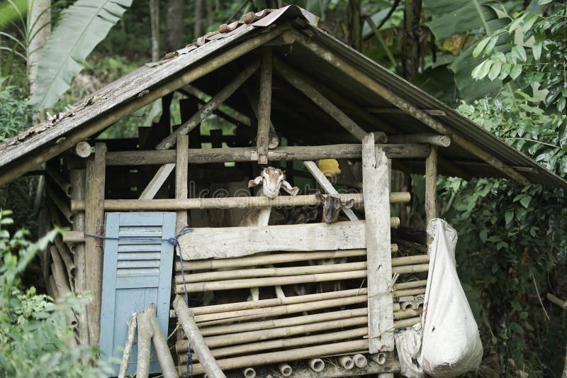 Traditional Goat Cage in the Middle of the Jungle in Indonesia Stock ...