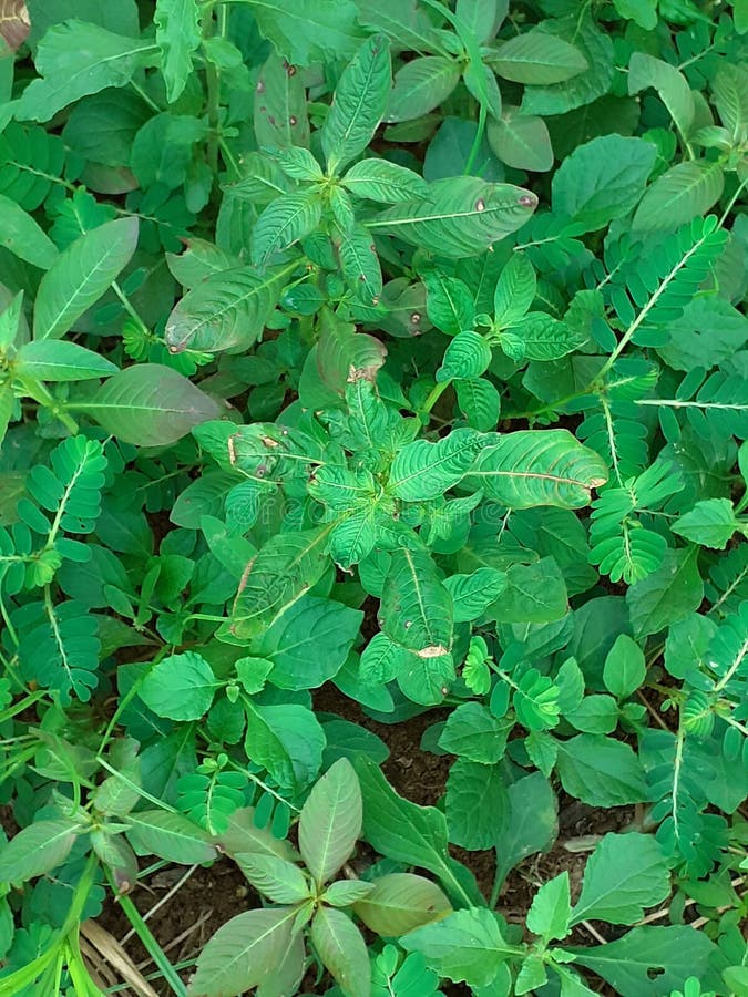 Traditional grass herbs stock image. Image of soil, leaf - 240234525