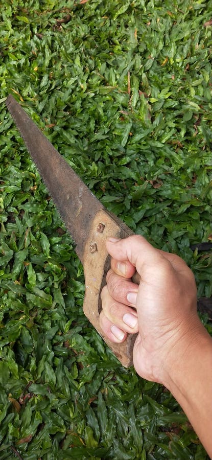 Traditional hand wood saw stock image. Image of traditional - 181978717