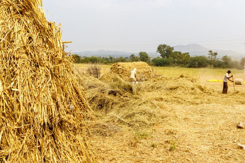 Traditional Haystack in Karnataka, India, Asia Editorial Stock Image ...