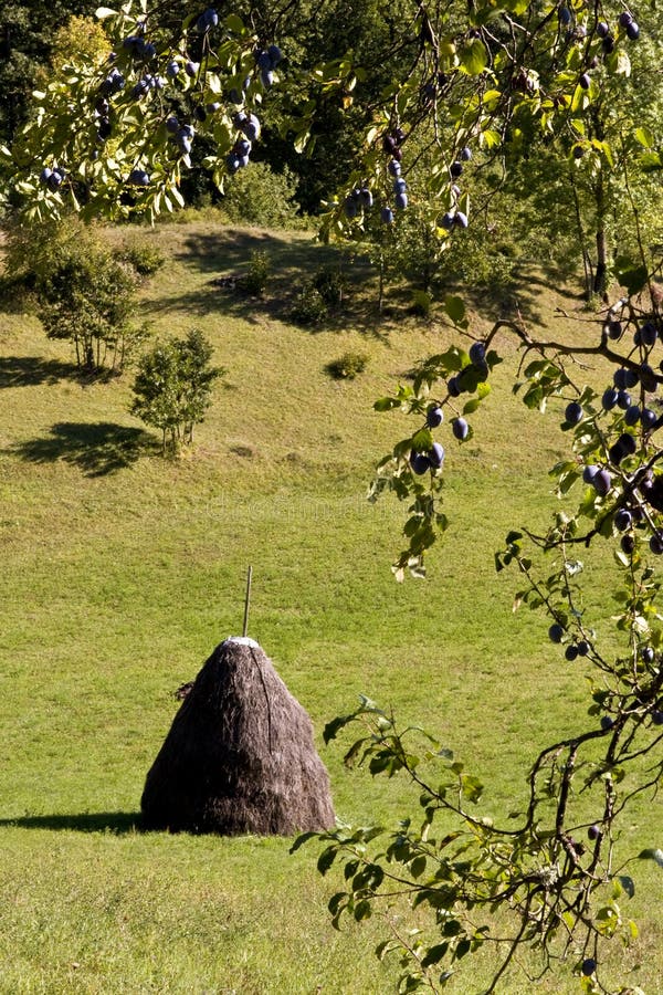 Traditional Haystack Rural Scene Stock Photo - Image of growth, farming ...