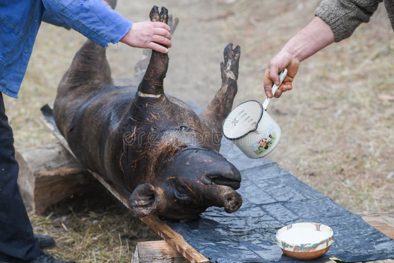 Traditional Home Made Pig Burn after Slaughtering in Rural Stock Photo ...