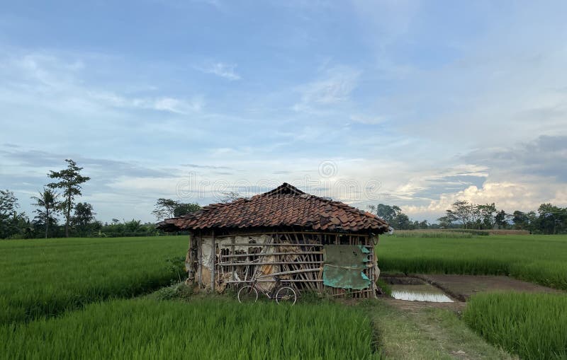 Traditional Home in Rice Field Stock Photo - Image of traditional, rice ...