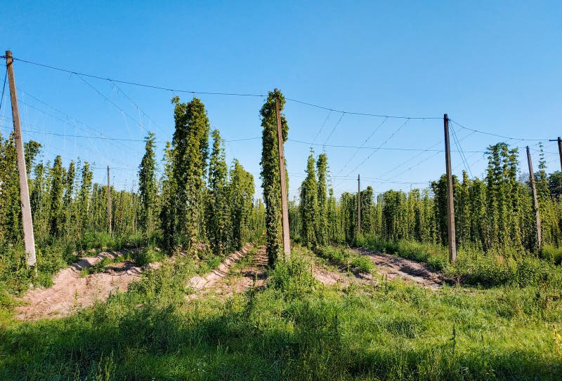 Traditional Hop Field with Hop-pole at Sun Down Stock Photo - Image of ...