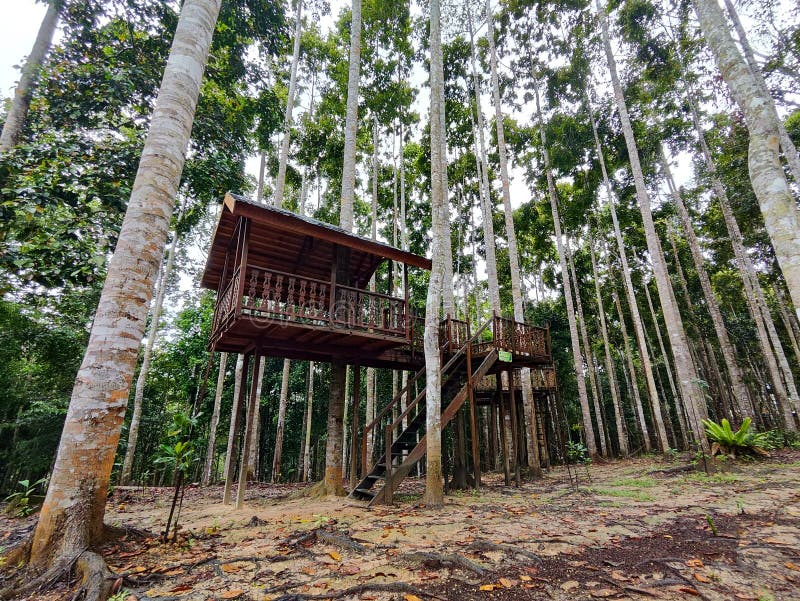 Traditional House of the Dayak Tribe Stock Photo - Image of jungle ...