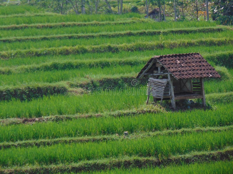 Traditional Hut in the Middle of Rice Fields Stock Image - Image of ...