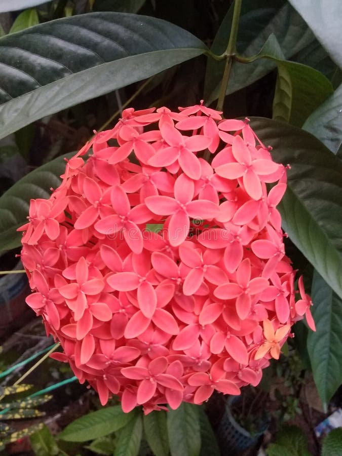 A Traditional Indian Flower Stock Image - Image of pink, blossom: 249382257