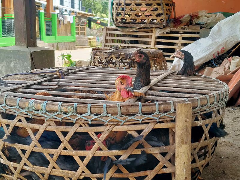 Traditional Indonesian of Chicken Coop with Bamboo Stock Photo - Image ...
